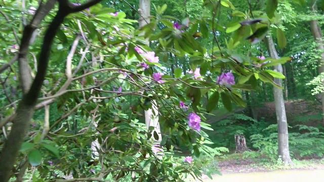 Рододендрон Марселисборг, 5 июня 2021, г. Орхус, Дания