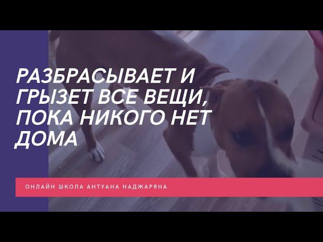Собака грызла и разбрасывала вещи, пока хозяев не было дома до обучения в Школе Антуана Наджаряна