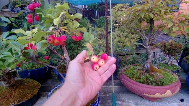 Бонсай начало осени  озвучка 1 часть 2024 год 44 часть