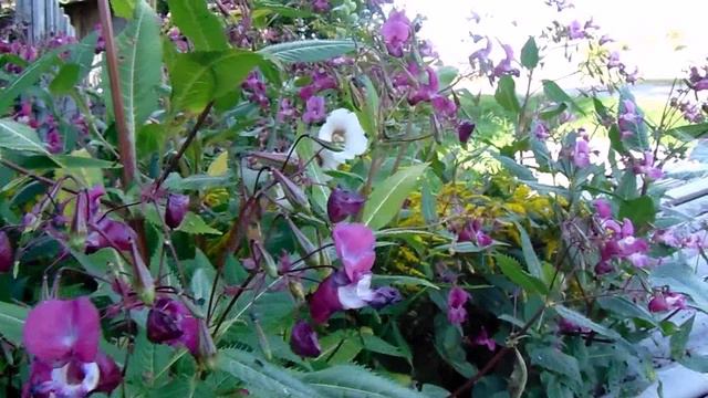 Недотрога Обыкновенная. Выращивание Без Посева, Полива и Подкормок на Урале.