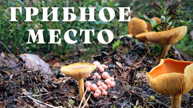 Нашел грибное место в московской области, где растут грибы-великаны.