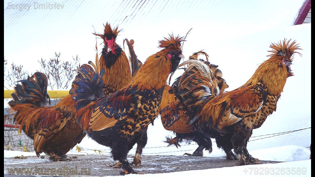 Новогодняя метель! Вальс! Павловские куры, Алтайская "Жар - Птица" #pavlovskie_chickens #Chickens