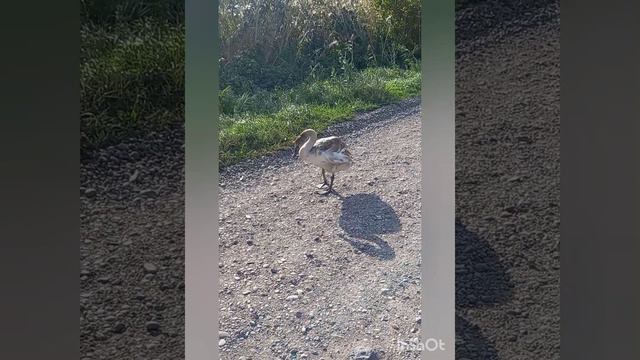 Лебеди в нашей станице