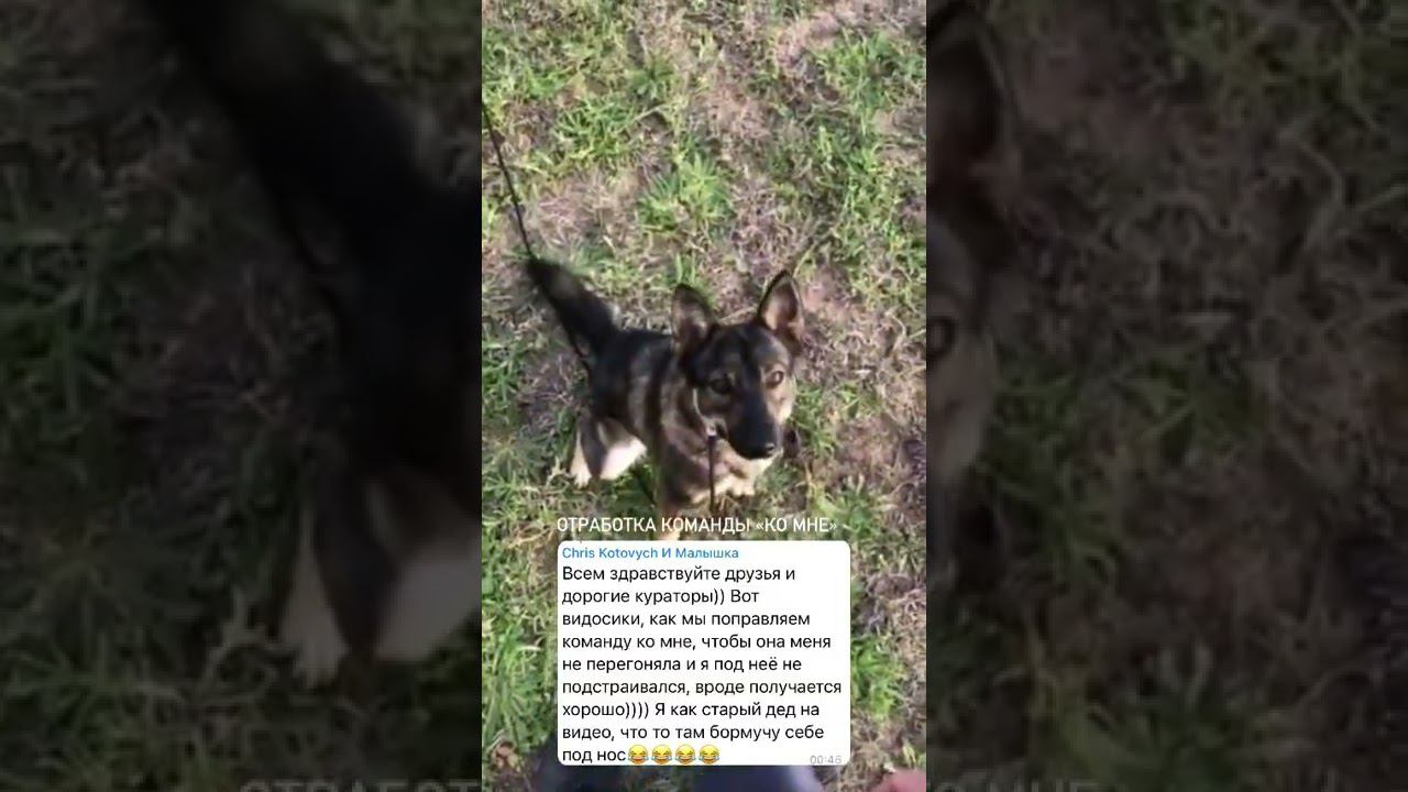 Отработка команды «Ко мне» ученика школы Антуан Наджаряна. #воспитаниесобаки #кинология #дрессировка