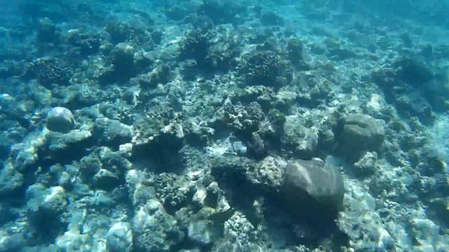 Snorkeling over Coral reef @ Maldives
