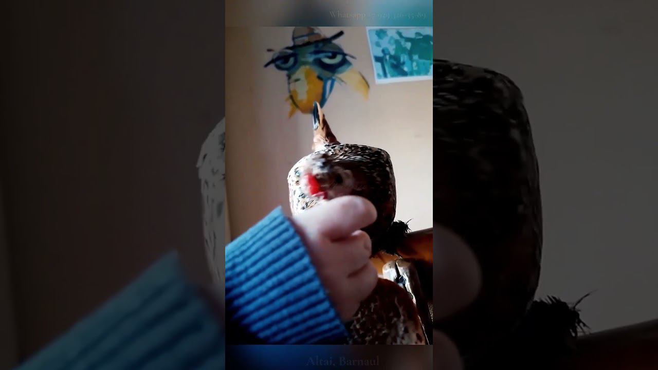 Курочки для малышей #АЛТАЙСКАЯ_БЕНТАМКА #куры породы кур #chickens for babies #altai_bantam  #bantam