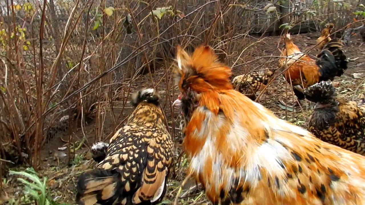 Золотой Петушок  The Golden Cockerel