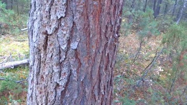 Ориентирование в лесу. Мох на деревьях 2