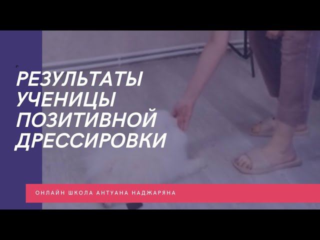 Результаты ученицы позитивной дрессировки