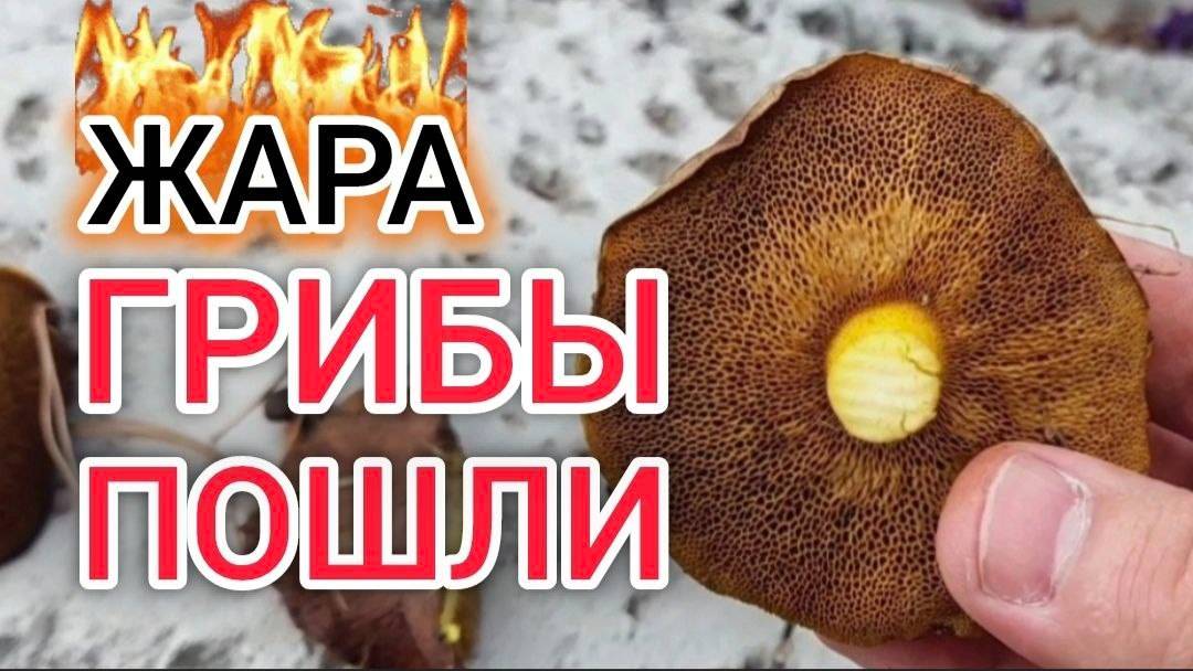 Без ножа и корзины грибы в очень необычном лесу!