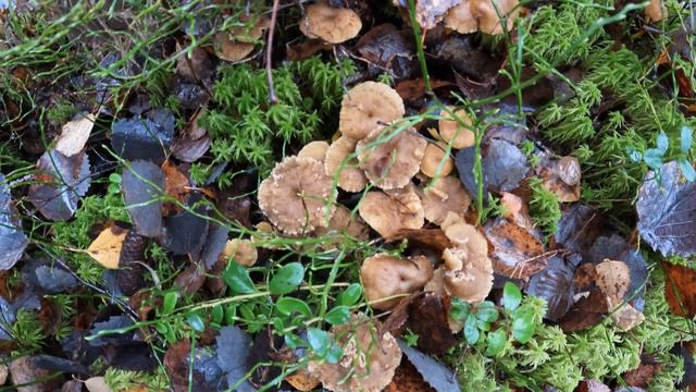 Лесичка трубчатая - Forest Mushrooms Cantharellus tubaeformis 2022 10 22