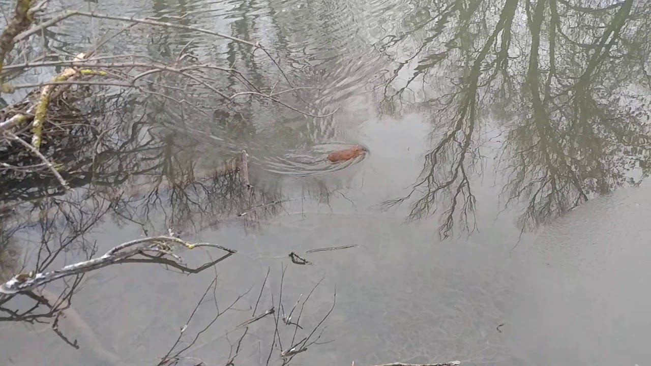 С Новым Годом! Годом (водяной) Крысы!