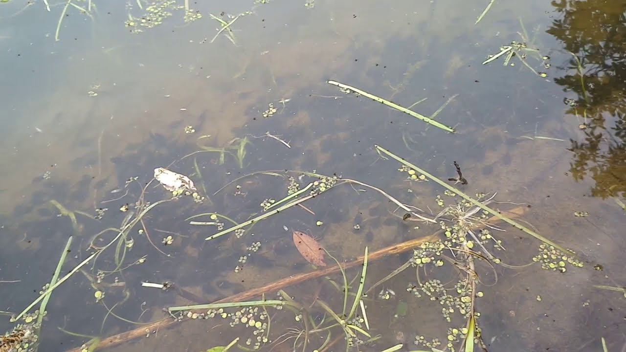 Живое дно. Огромная стая головастиков.