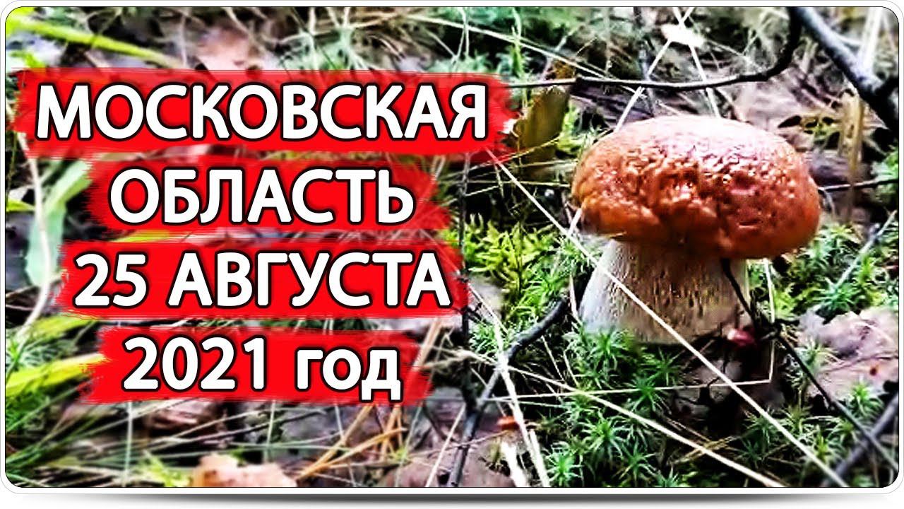 Грибы в августе. Грибное место в московской области, Анциферово. Август 2021