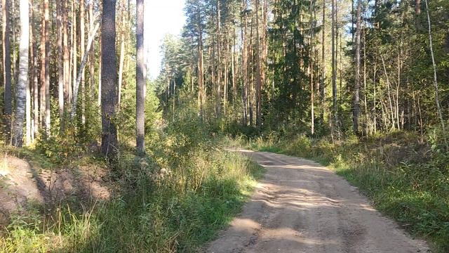 Сосновый бор