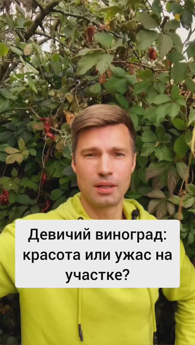 Девичий виноград: красота или ужас на участке? #дача #сад #девичийвиноград #огород #озеленение