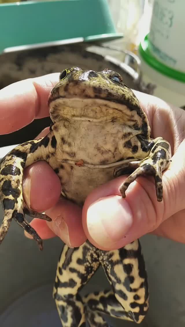 🐸#жаба #Забавные_животные_😂_#лягушка_ 🐸_#шорт