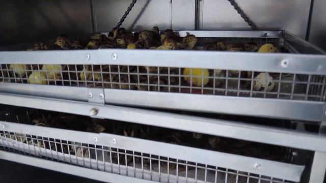 Вывод в инкубаторе Гарант 176