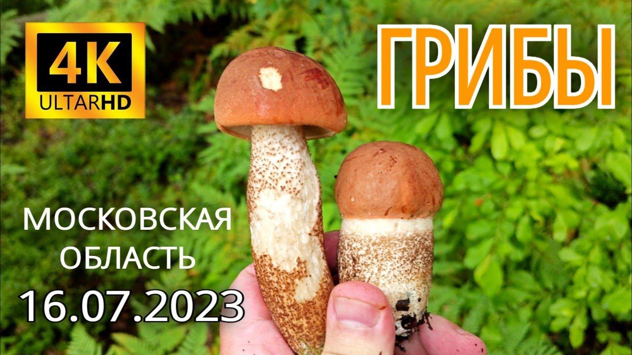 Грибной сезон в Подмосковье 2023 - Утренняя прогулка по грибным местам (4K Ultra HD)