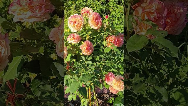 роза ЛА ВИЛЛА КОТТА