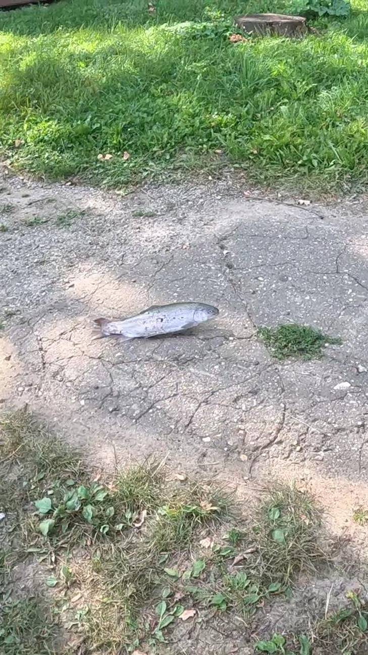 Форель на донную снасть