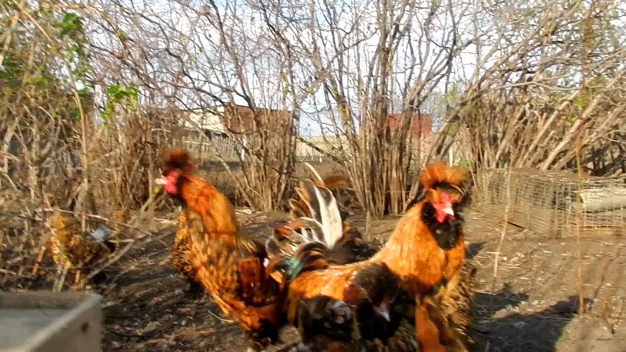 ПАРАЛЛЕЛЬНЫЕ МИРЫ Котята в гостях у кур