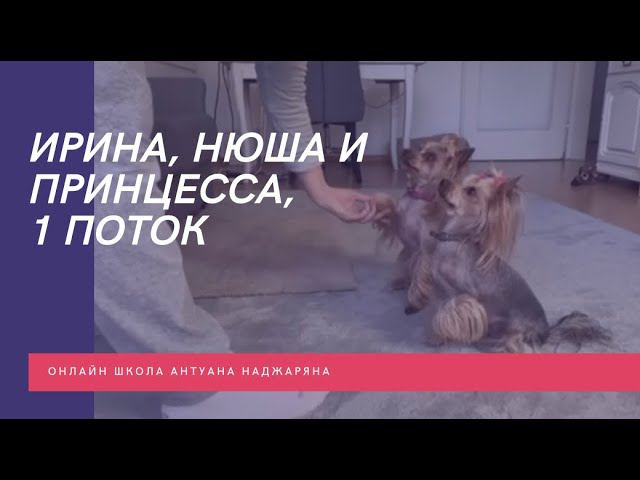 Результаты учеников курса Ромика по позитивной дрессировке, 1 поток