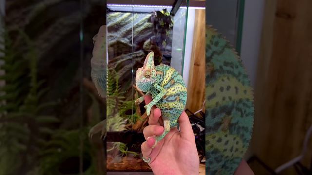 Как растёт хамелеон