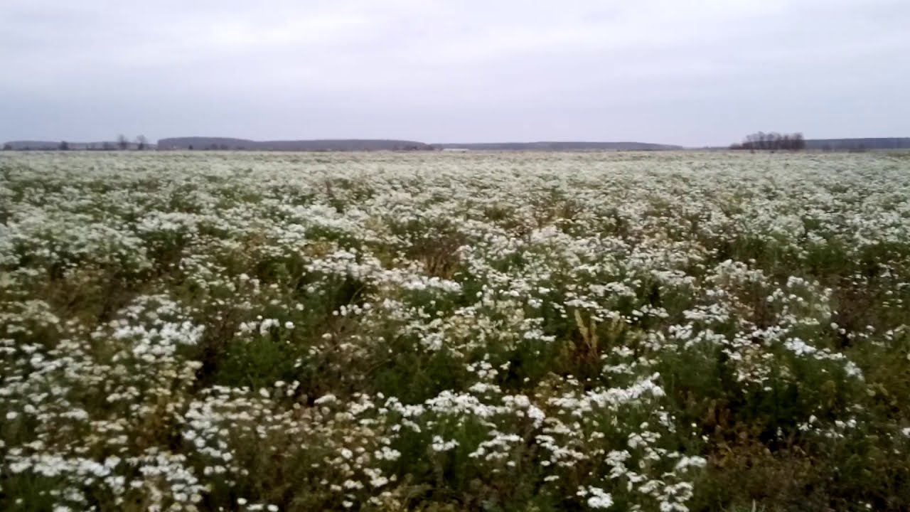 Ромашковое поле! Октябрь же!?