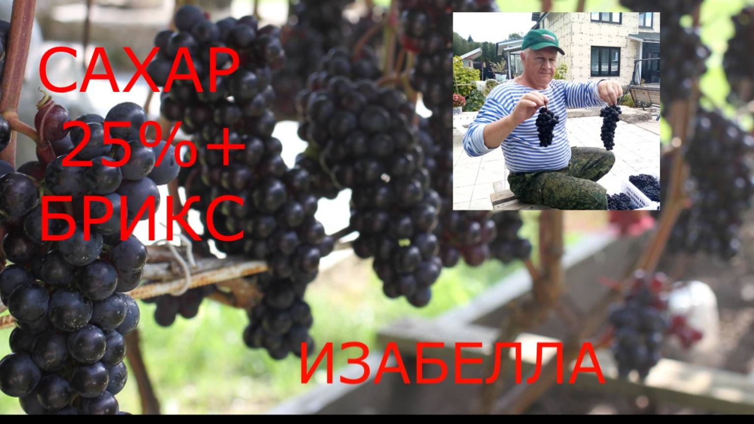 ИЗАБЕЛЛА-25 % плюс САХАР БРИКС.