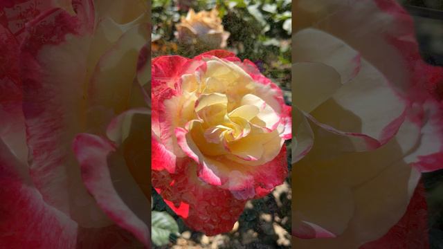 В парке Чаир распускаются РОЗЫ. НБС 2024  #крым #flower #розы #rose