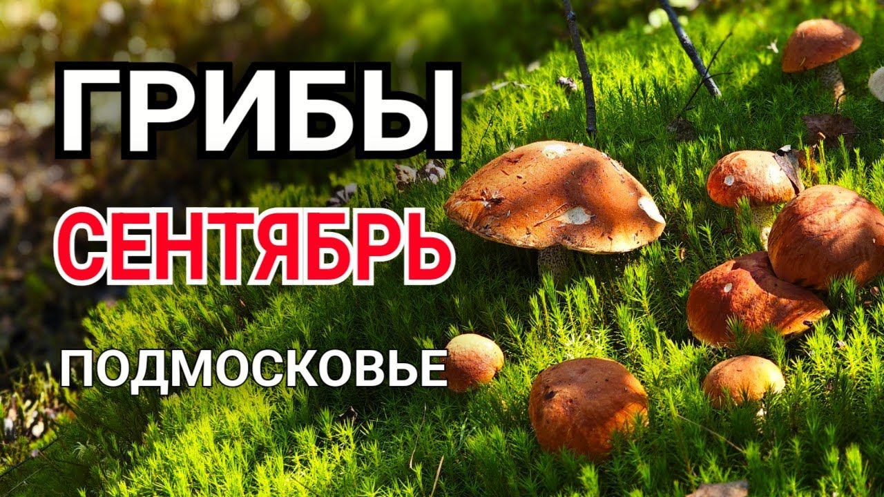 Грибное безумие в сентябре. Грибы подосиновики растут на каждом шагу!