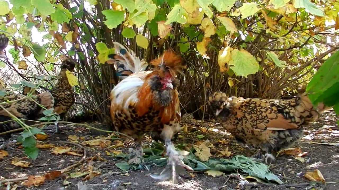 Золотой Петушок....Павловский петух Pavlovsk cock Breeds of hens