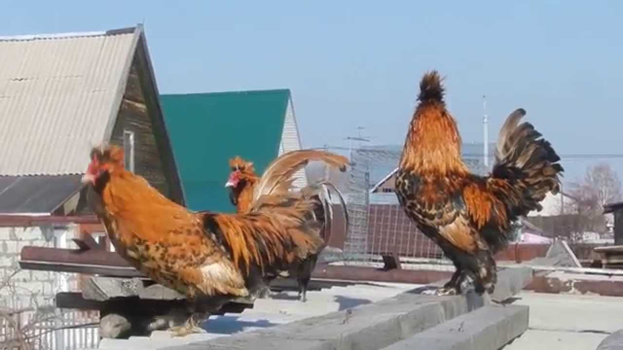 Поют Павловские Петухи весна 2013 Pavlovian Roosters Spring 2013 cock-a-doodle-doo