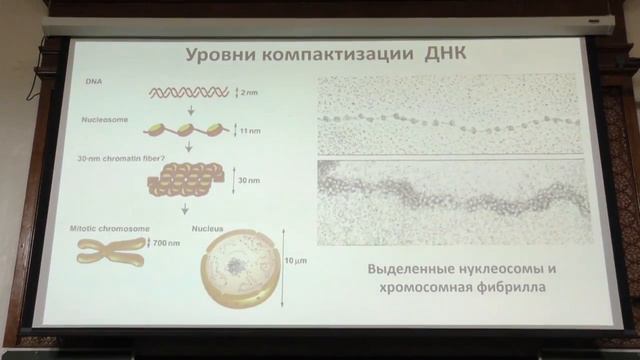 2. Клеточная биология. Цитология. Онищенко Г. Е. Teach-in.
