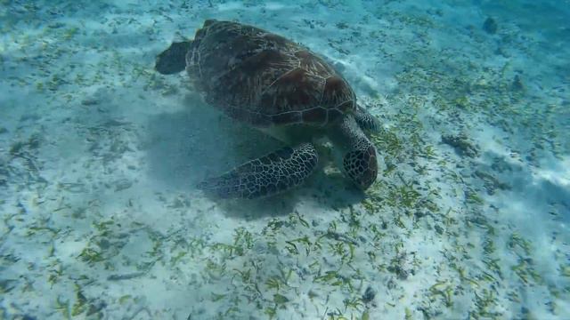 Giant Sea Turtle @ Maldives