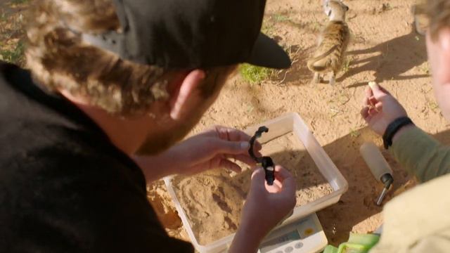 A2_U7_Meerkats of the Kalahari_Great learners