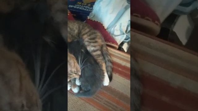 Пушистый серый котенок и мама кошка.