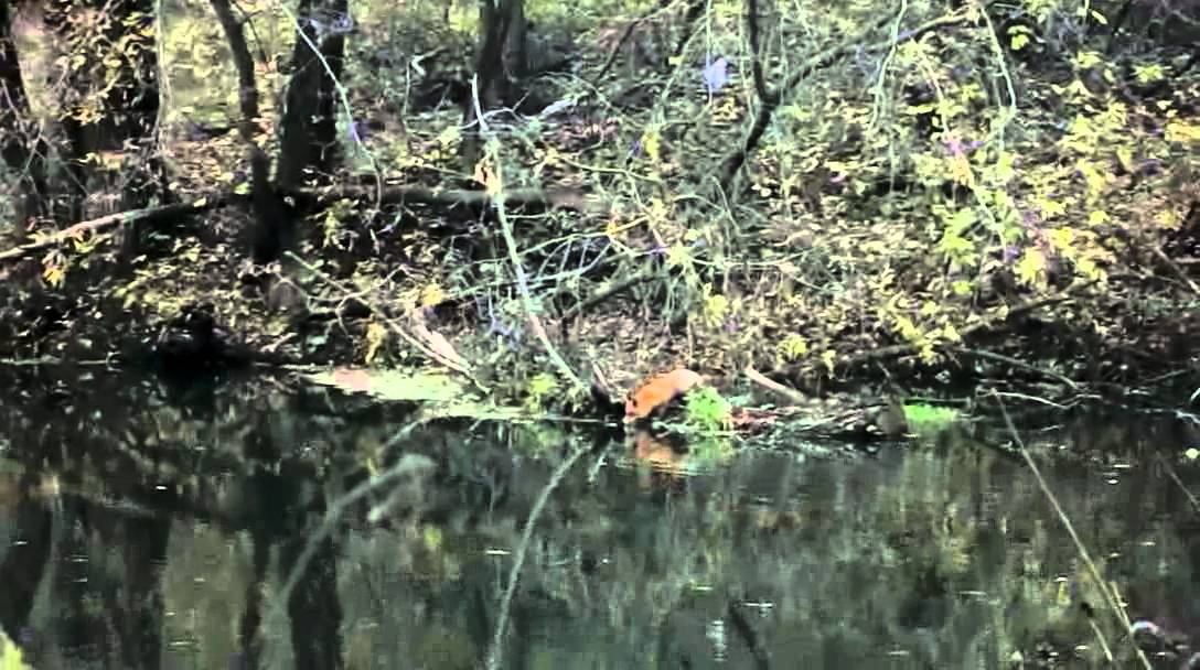 Купание рыжей лисы.