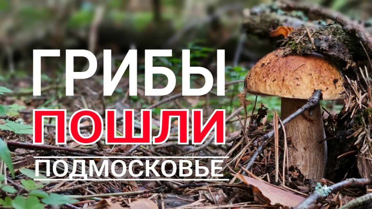 ГРИБЫ ПОШЛИ В ПОДМОСКОВЬЕ. ТИХАЯ ОХОТА В АВГУСТЕ УДАЛАСЬ