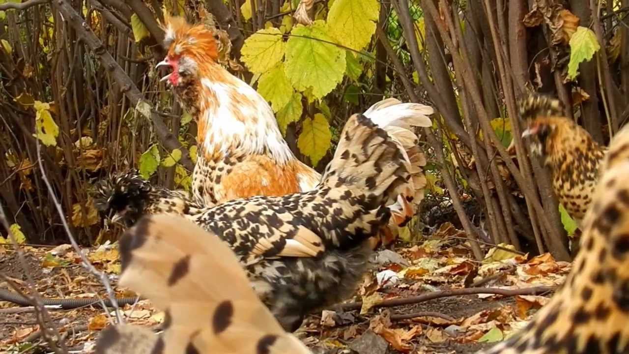 The Golden Cock Золотой Петушок 4.10.2012 "Птичий двор"