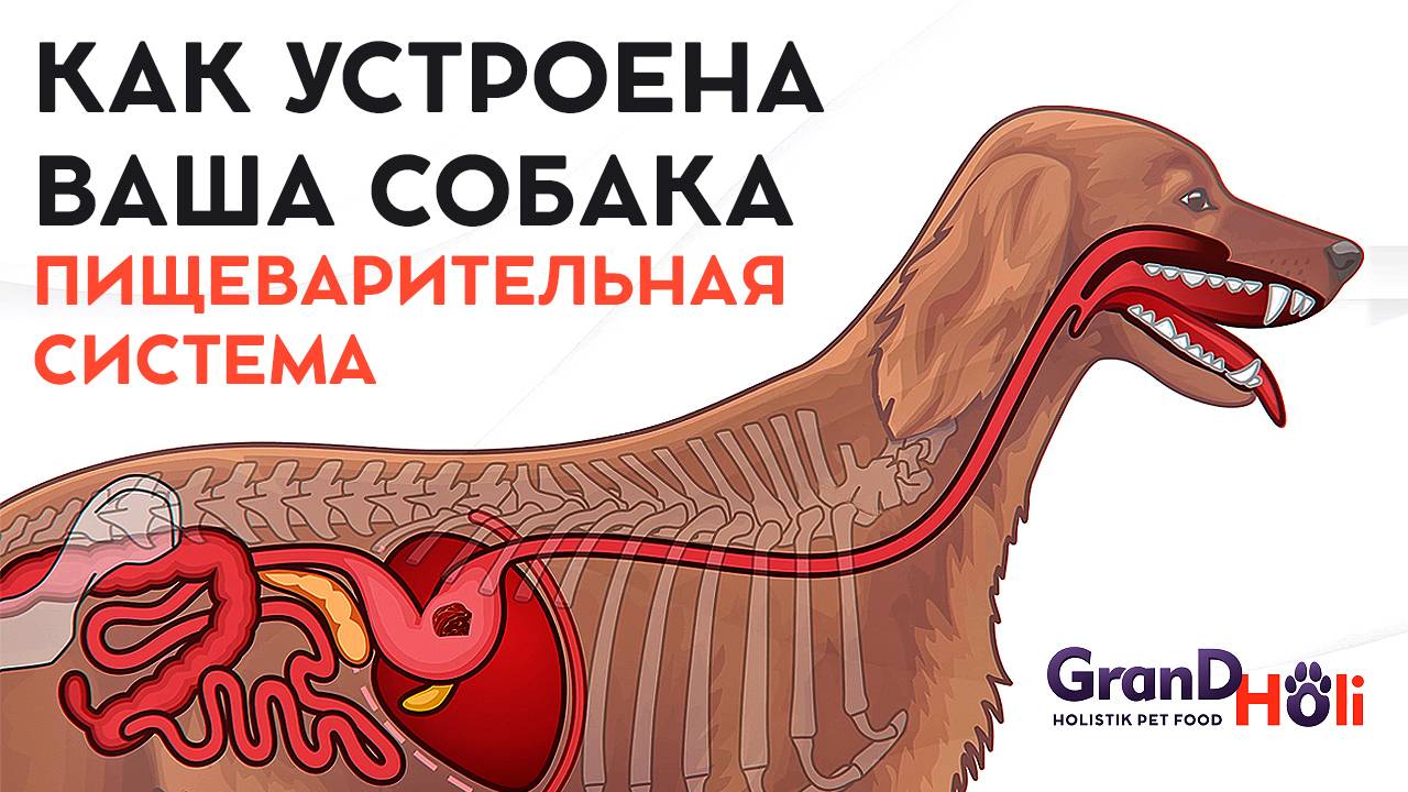 Пищеварительная система собаки. Подробно о том как все устроено.