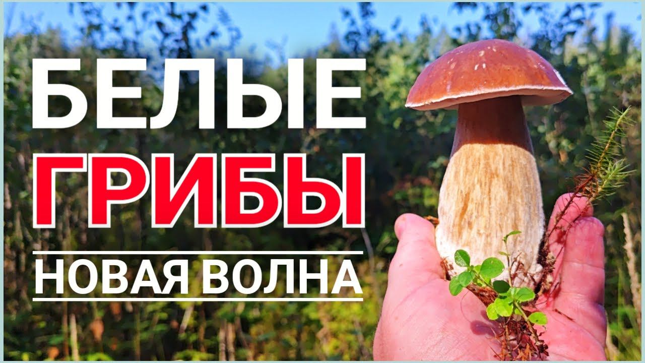БЕЛЫЕ ГРИБЫ - Новая грибная волна накрыла подмосковье. Я в шоке!