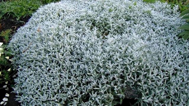 Ясколка Войлочная - Почвопокровное Растение. Выращивание, Уход и Размножение.