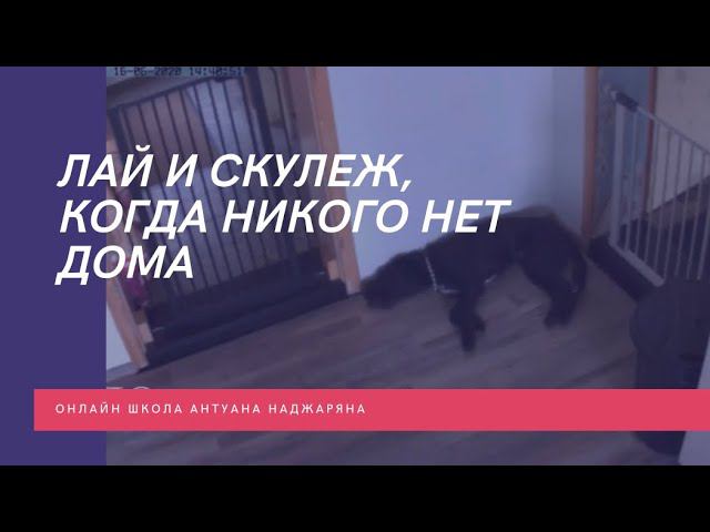 Лай и скулёж собаки, когда хозяев нет дома до обучения в Школе Антуана Наджаряна
