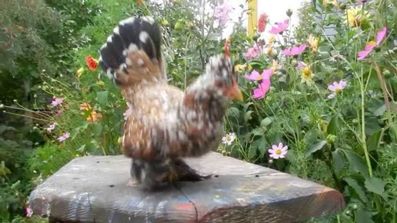 Курица - птица Chicken - the bird