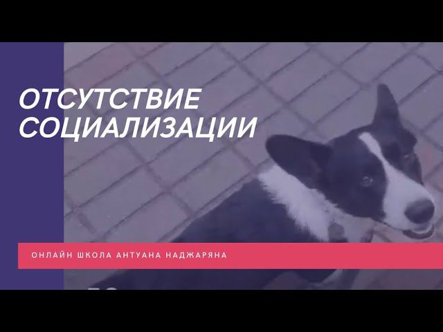 Боялся улицы, прогулок, проезжающих машин, людей и собак до обучения в Школе Антуана Наджаряна