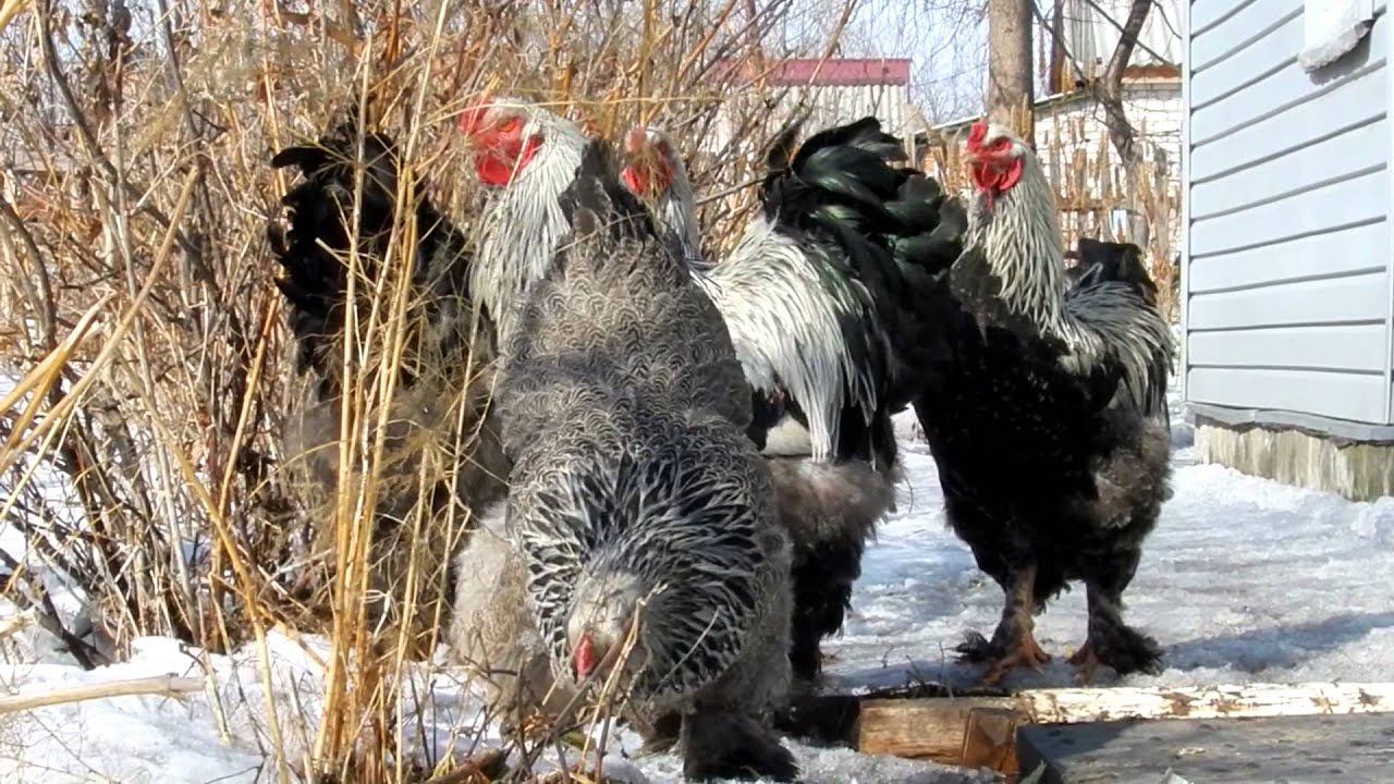 Куры. Брама тёмная Породы кур Hens. "Dark Brahmas" Breeds of hens