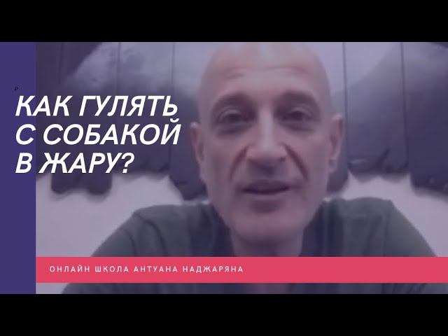 Как гулять с собакой в жару? Советы от Антуана
