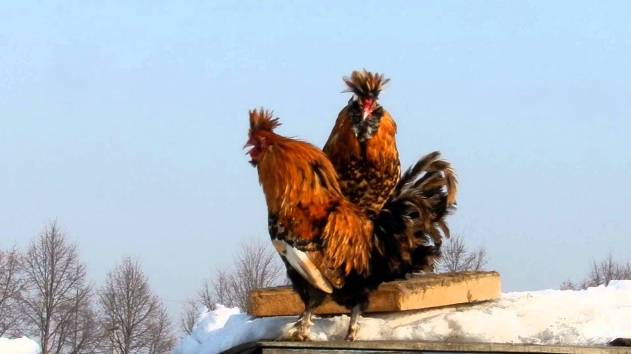PAVLOV ROOSTERS SING cock-a-doodle-doo ПЕТУХИ ПОЮТ КУКАРЕКУ